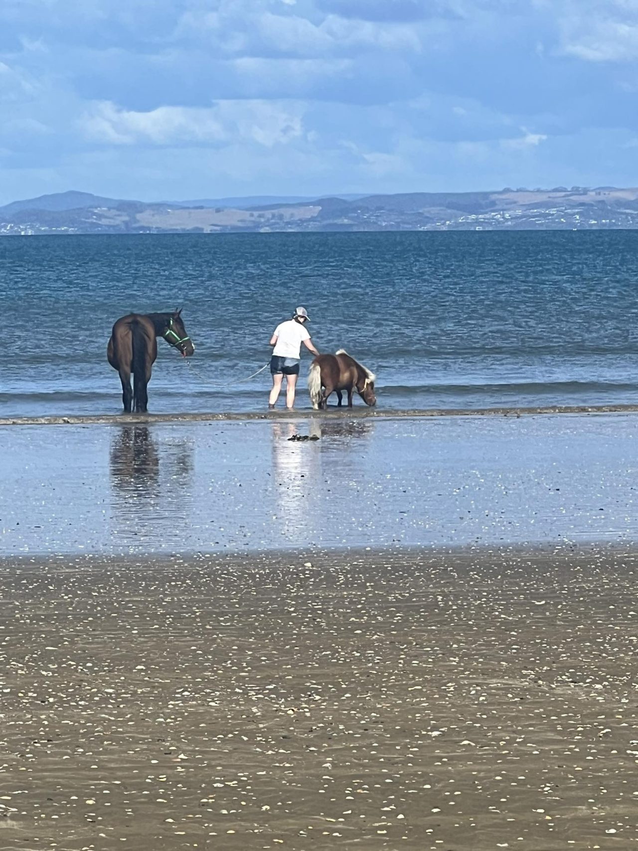 Gallery - Doubtless Bay